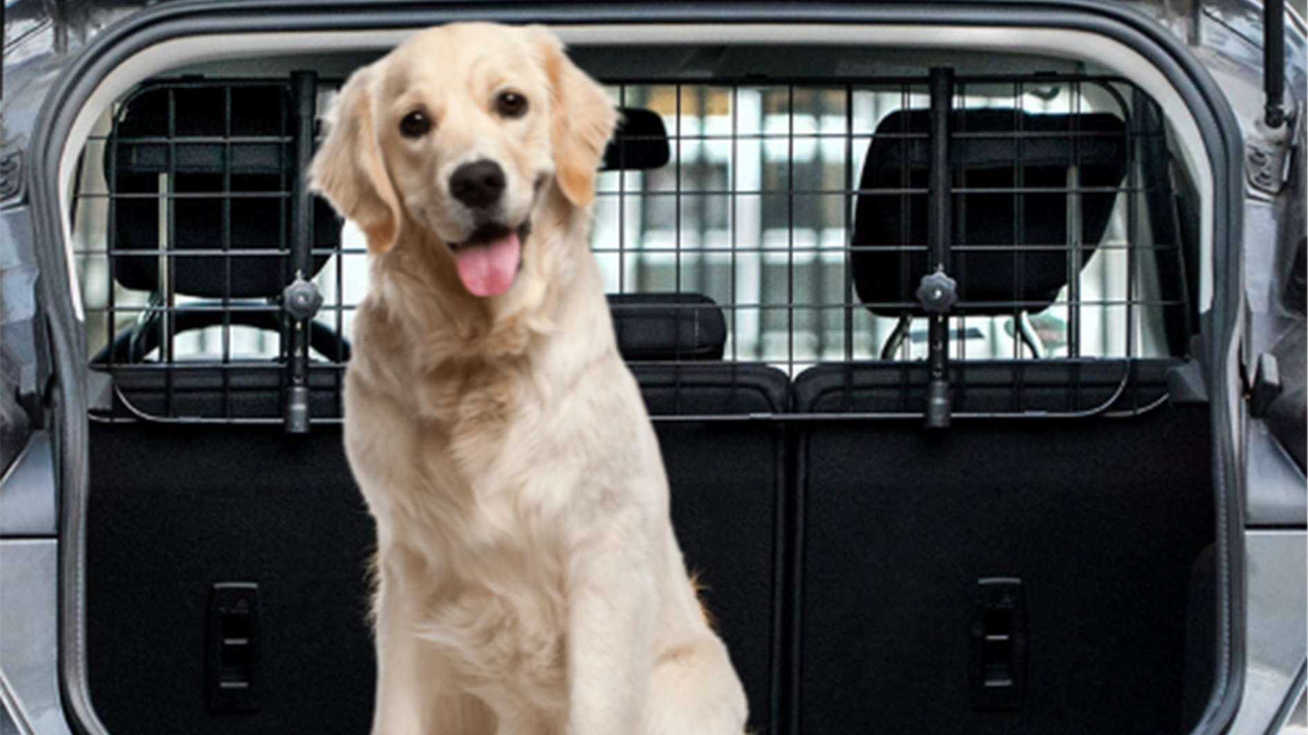 Auto Hundegitter: Die 3 Besten Modelle im Vergleich aus 2026