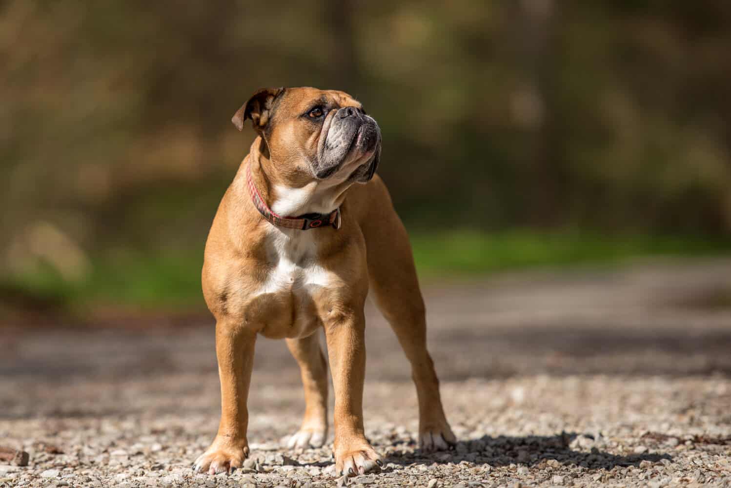 10 Atemberaubende Schweizer Hunderassen (mit Bildern)
