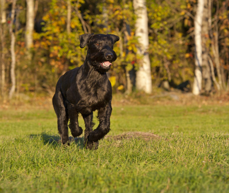 5 Hunderassen, die sich besonders gut als Blindenhund eignen (Mit Bildern)