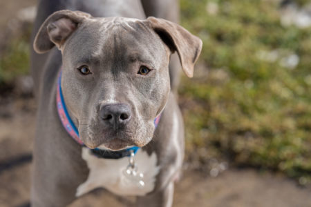 Kampfhunde: Diese Hunderassen stehen auf der Rasseliste