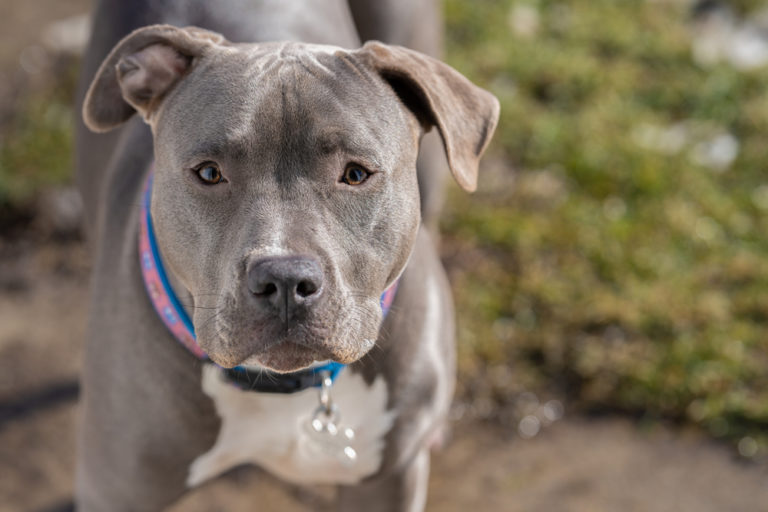 48 Wunderschöne Terrier Rassen & Arten (Mit Bildern)