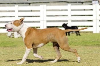 10 Hunderassen, die als “Kampfhunde” gelten