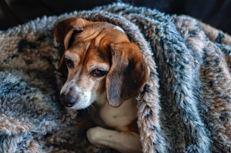 Hund hat heiße Ohren: 4 Ursachen & weitere Tipps vom Profi