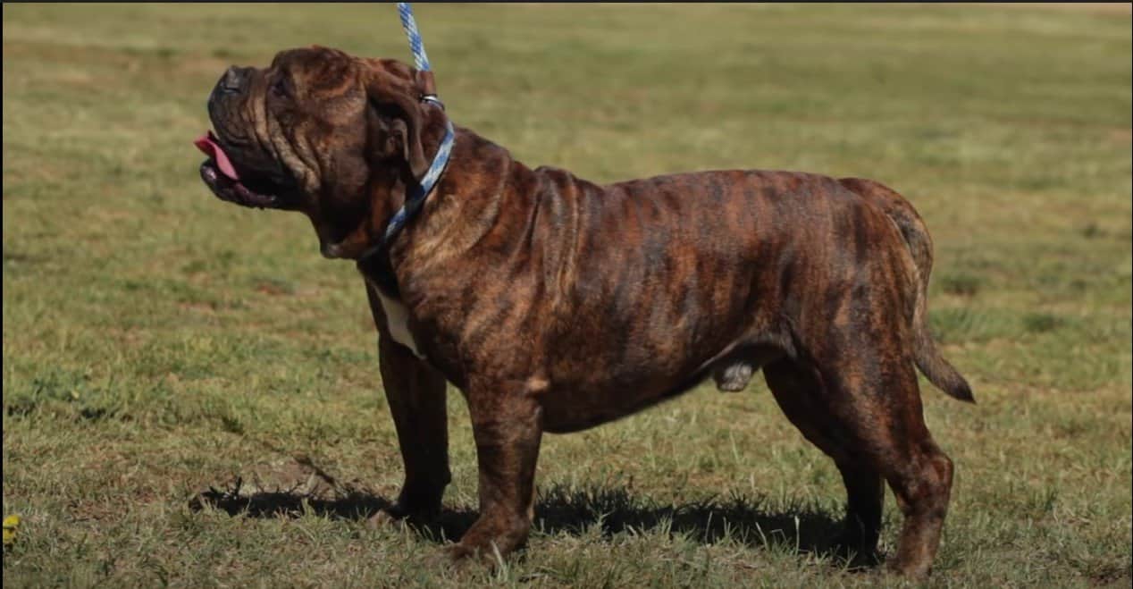 16 Fazinierende Bulldoggen Arten aus 2022 (mit Bildern)