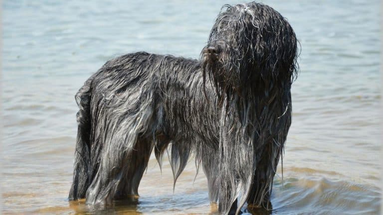13 Kleine & 7 Große Hunderassen mit Locken [+ Bilder]