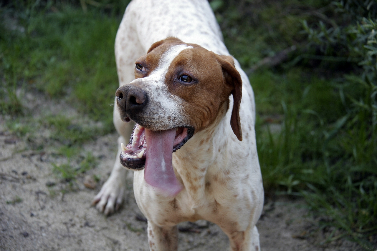 English Pointer im Rassen-Porträt (Mit Bildern & Infos)