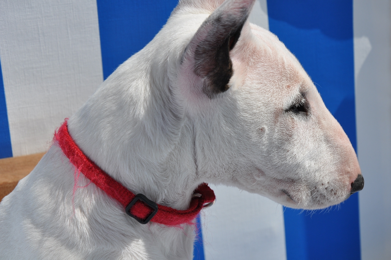 48 Wunderschöne Terrier Rassen & Arten (Mit Bildern)