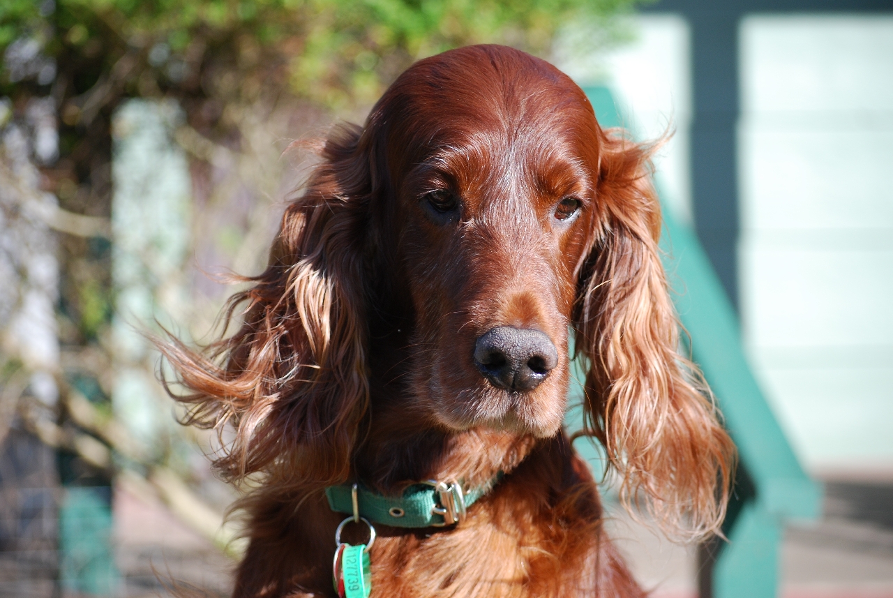 Irish Red Setter im Rassenporträt (mit Bildern & Infos)