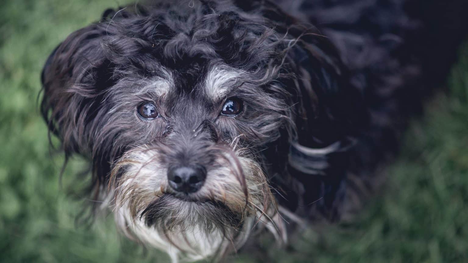 13 Kleine & 7 Große Hunderassen mit Locken [+ Bilder]