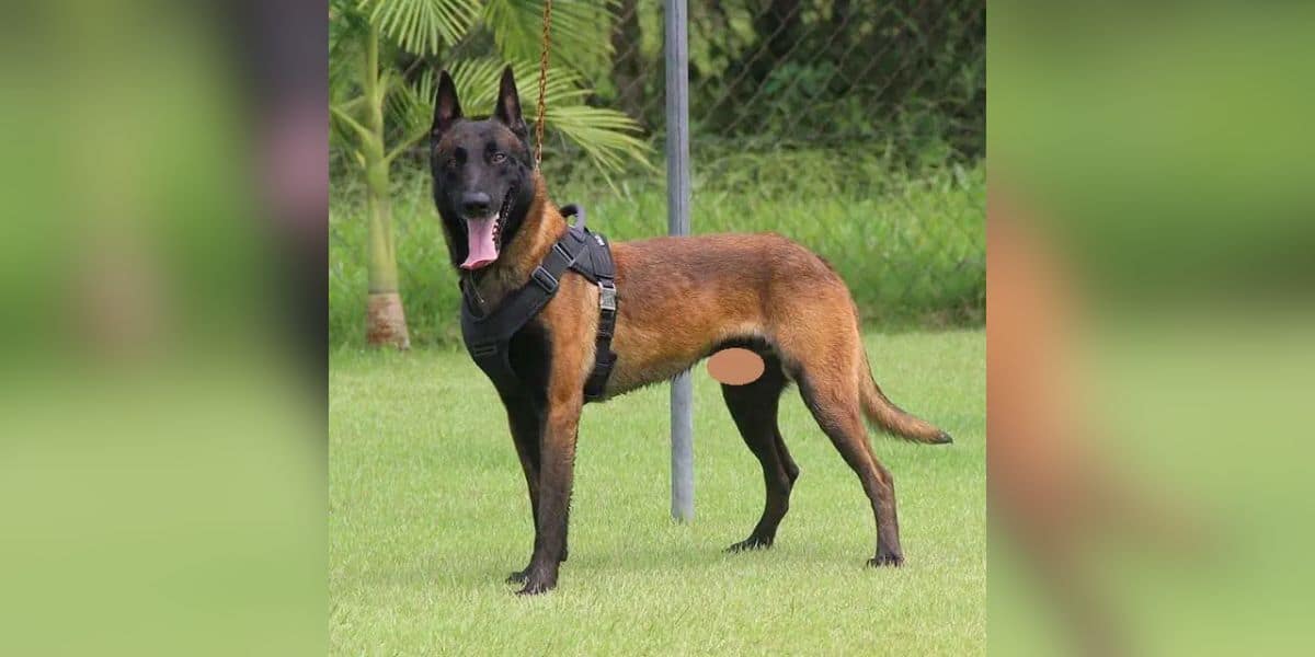 18 Beeindruckende Polizeihunde Rassen (Mit Bildern)