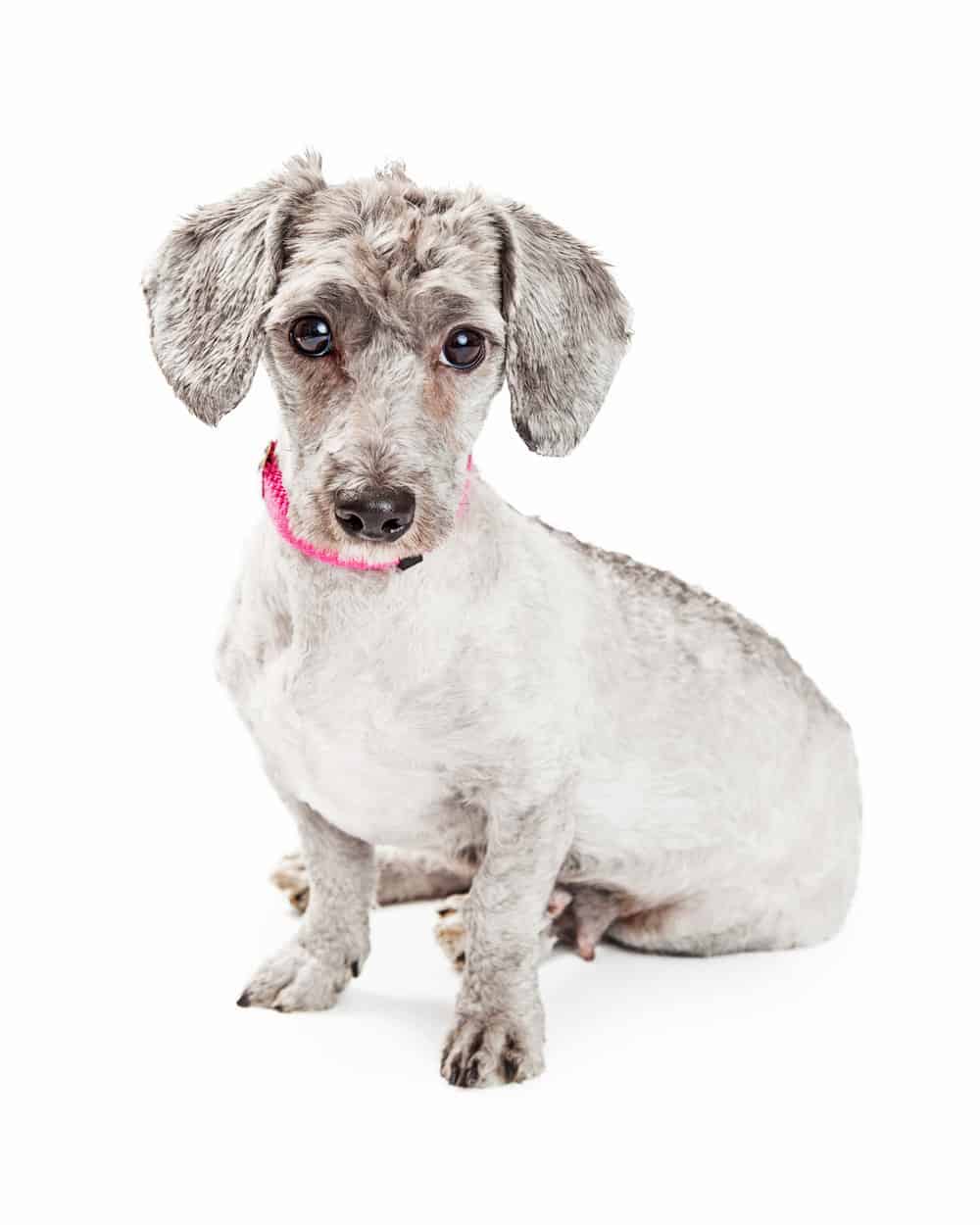 8 Unglaublich Süße Dackel Mischling Arten (Mit Bildern)