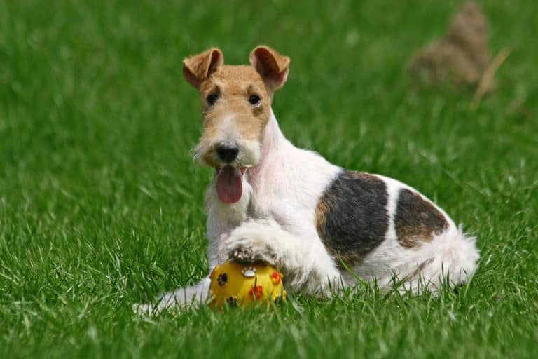 48 Wunderschöne Terrier Rassen & Arten (Mit Bildern)
