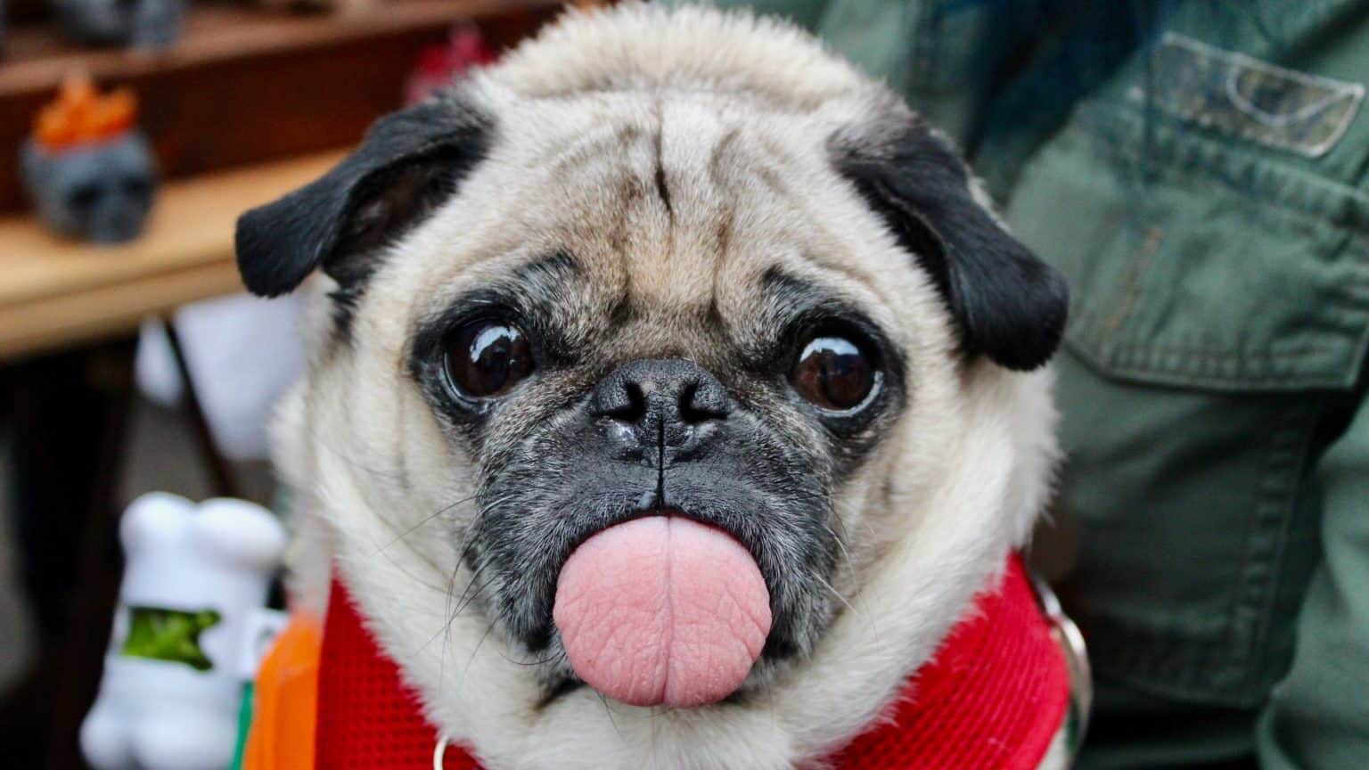 Trisomie 21: Hunde mit Down-Syndrom - Gibt es das wirklich?