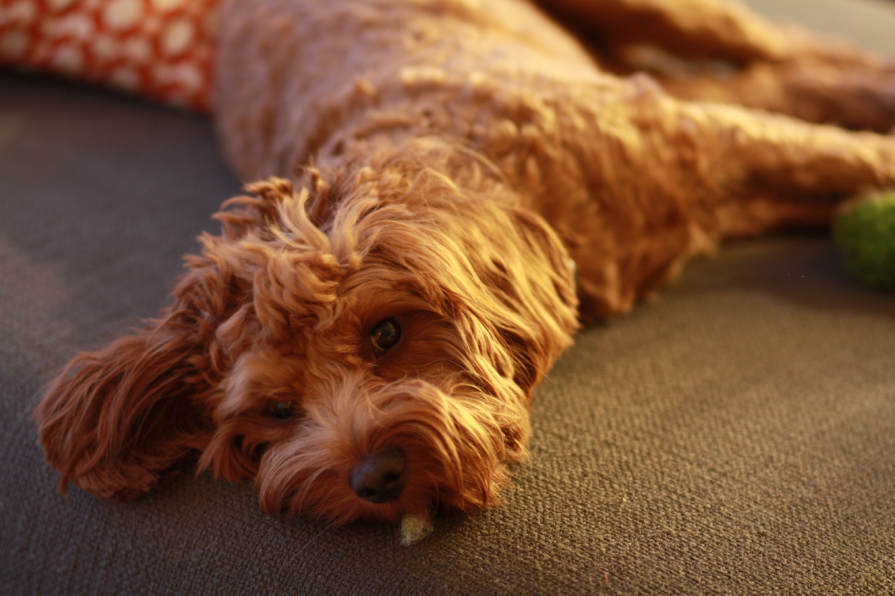 12 Unfassbar Süße Pudel Mixe & Mischlingsrassen (Bilder)