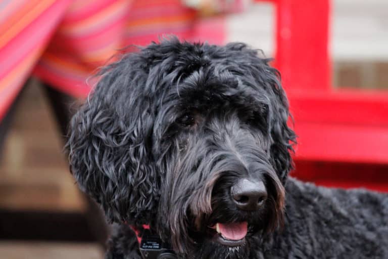 Labradoodle: Labrador Pudel Mix im Portrait (Mit Bildern)
