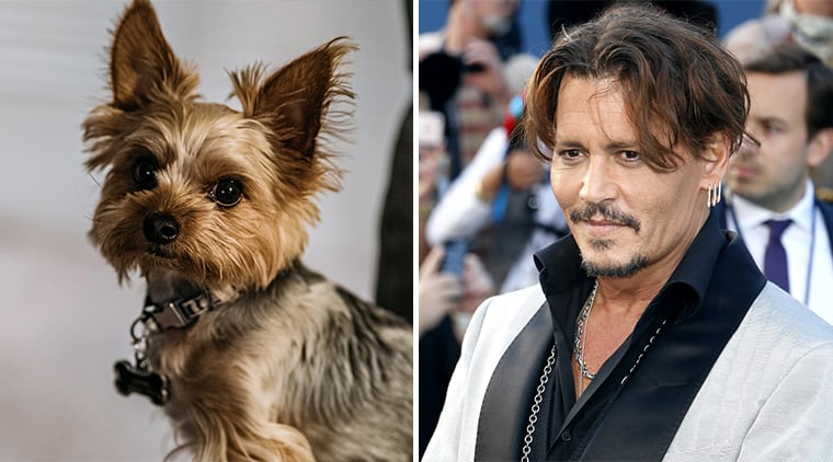 10 Hollywood Stars und ihre zuckersüßen Hunde (mit Bildern)