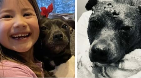 12 Unfassbar Süße Pudel Mix Mischling Rassen (mit Bildern)