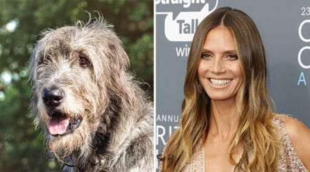 Hunderassen | happyhunde.de