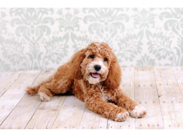 Cockapoo: Cocker Spaniel Pudel Mix im Portrait (+ Bilder)