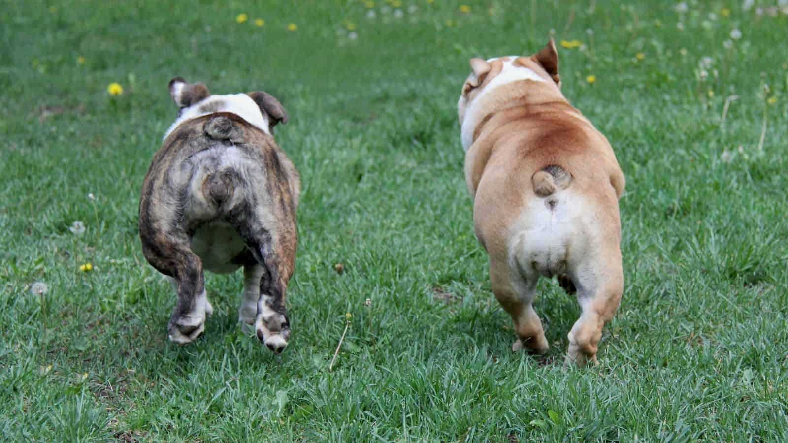 Analdrüse beim Hund geplatzt: Was Tun, Behandlung & Kosten