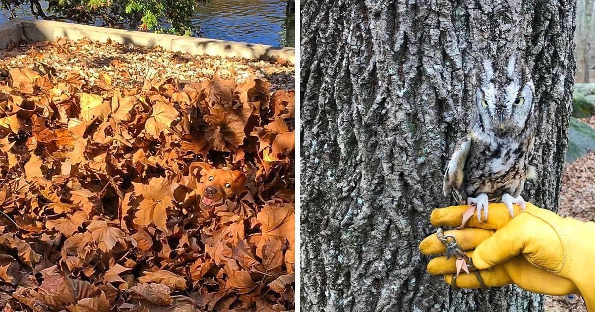 20 Tiere, die Meister des Versteckspiels sind — Findest Du sie alle?