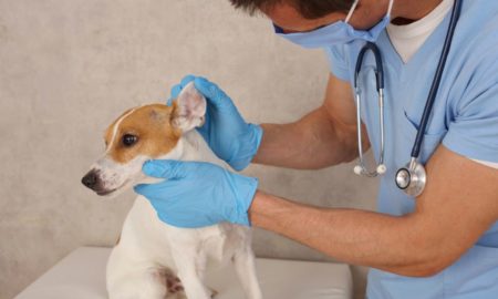 Hund hat schwarzen Dreck in Ohren? Wir klären auf (Ratgeber)