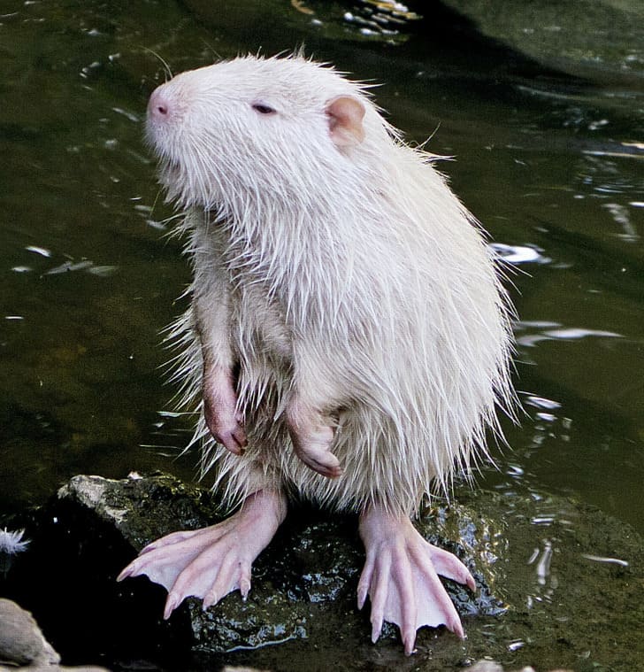 15 seltene Fotos von Albino Tieren, die jeder Tierfreund sehen sollte