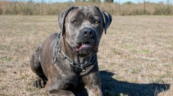 10 Hunderassen, die als “Kampfhunde” gelten