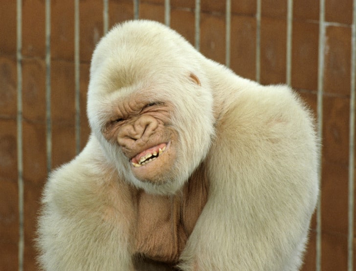 15 seltene Fotos von Albino Tieren, die jeder Tierfreund sehen sollte