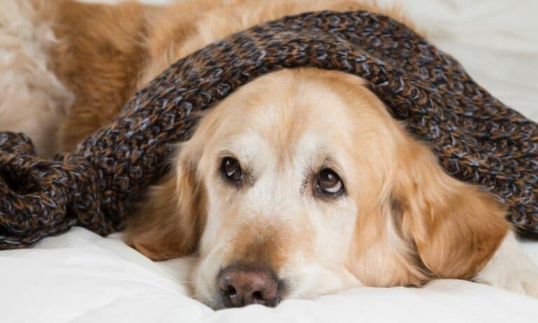 Hund Hat Kalte Ohren