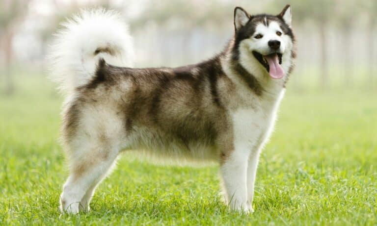 7 extrem robuste Hunderassen (mit Bildern & Infos)