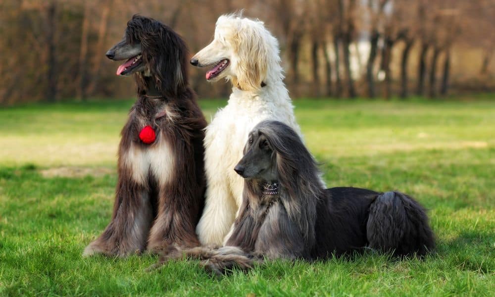 Afghanischer Windhund - Ein Profi klärt auf über die Rasse