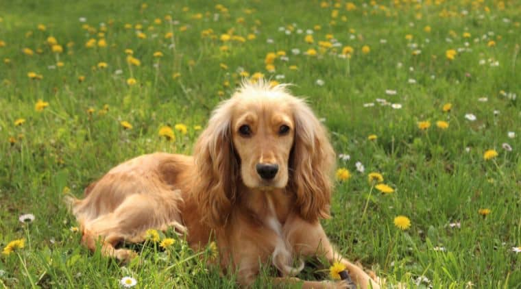American Cocker Spaniel im Rassen-Porträt (mit Bildern)
