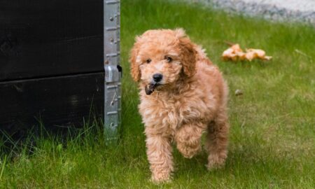 7 Wunderschöne Mittelgroße Mischlingshunde (mit Bildern)