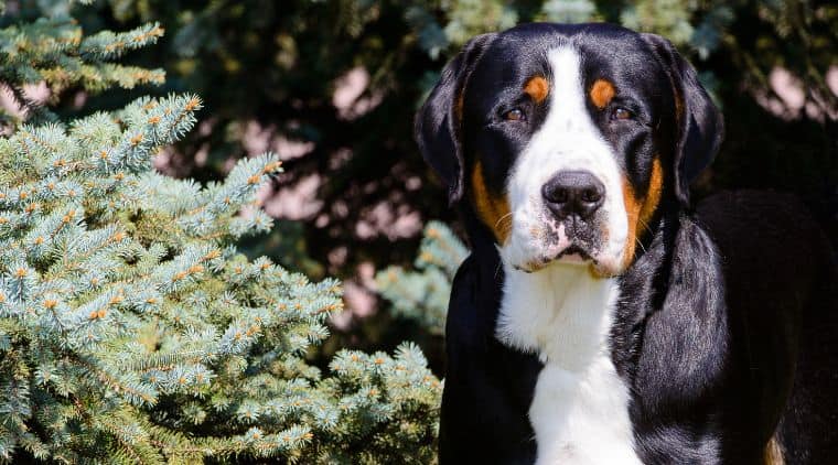 Großer Schweizer Sennenhund im Rassen-Porträt (mit Bildern)