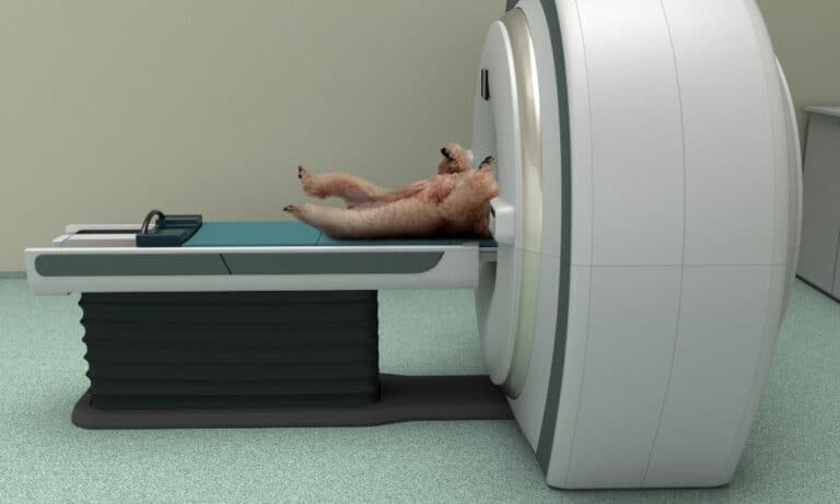 MRT für Hund: Alle Kosten erklärt & weitere Infos (Ratgeber)