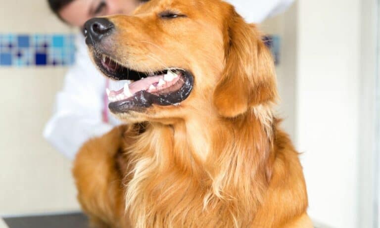 Violsche Drüse beim Hund: Der komplette Ratgeber (2022)