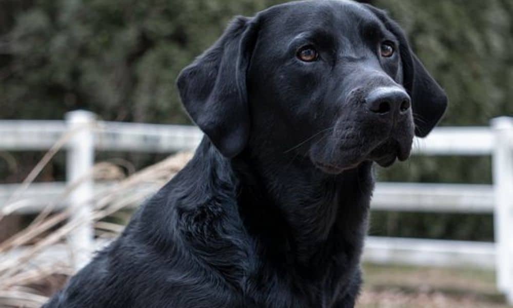 Wann werden Labradore ruhiger? Ein Experte klärt auf!