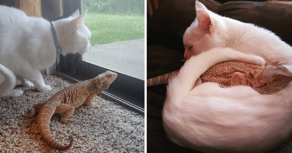 Unglaubliche Tierfreundschaft: So süß ist die Liebe zwischen Katze und ...