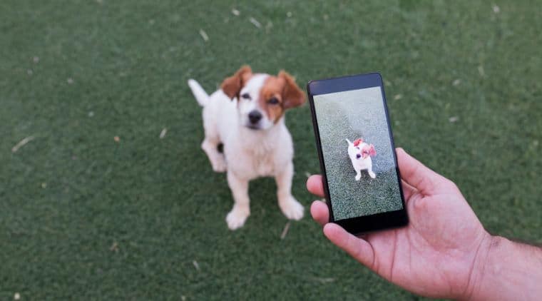 Petfluencer werden: 4 Profi-Tipps für garantierten Erfolg