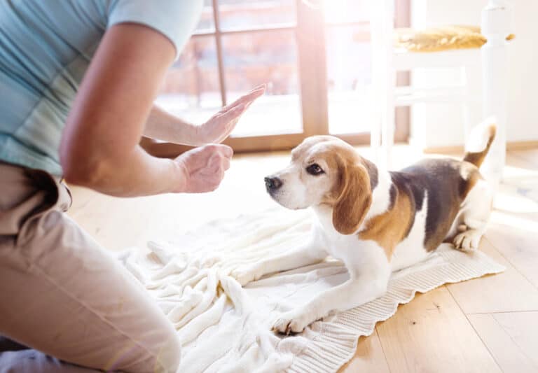 Deckentraining Hund – Tipps & Schritt-für-Schritt-Anleitung