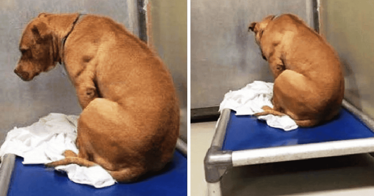 Hund kurz nach Adoption ins Tierheim zurückgegeben - seine Reaktion ...