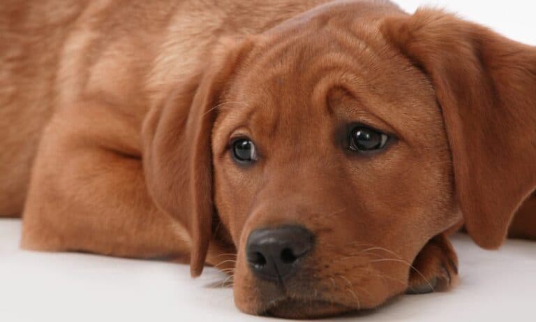 Blasse Schleimhäute bei Hund: 6 gefährliche Ursachen & Tipps