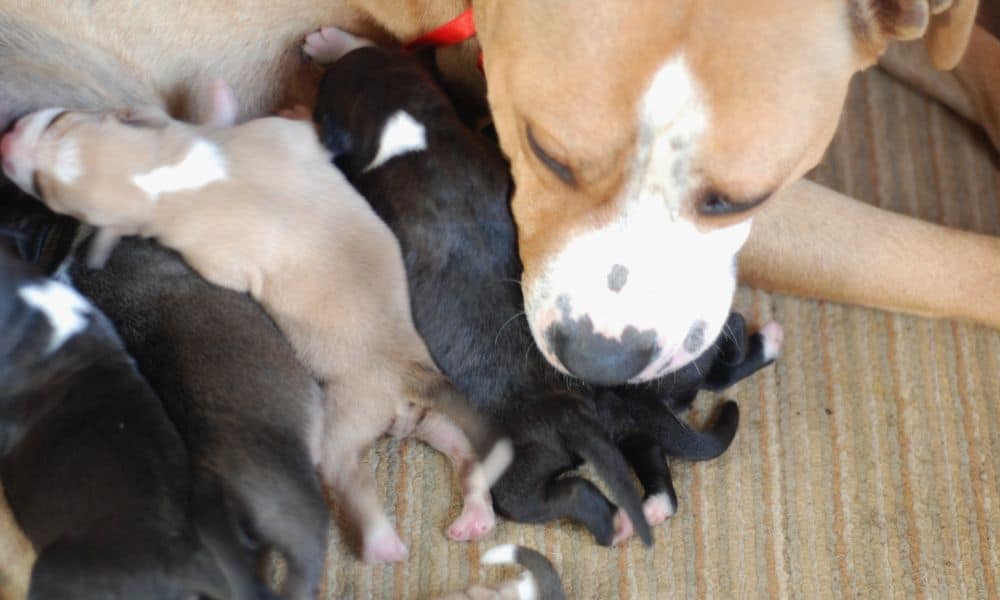Wie lange bleiben Welpen bei der Mutter? Profi klärt auf!