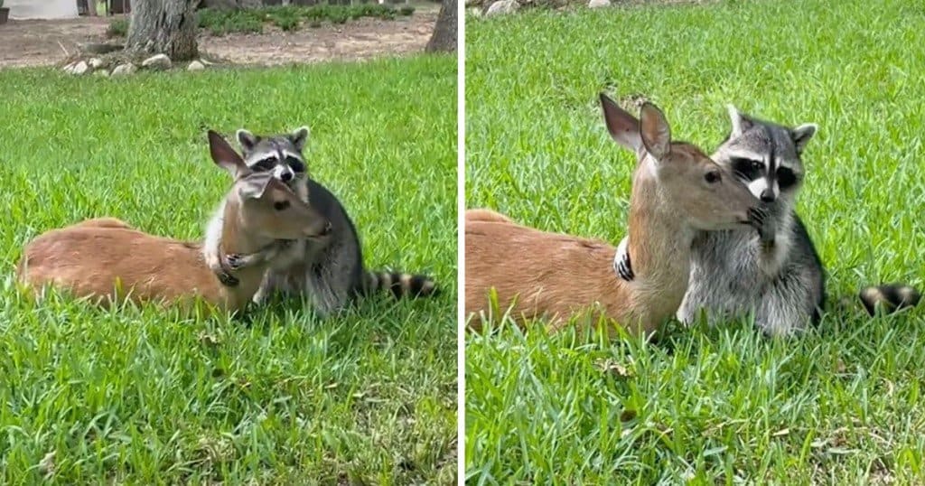 Bezauberndes Video: Waschbär und Reh wachsen ohne Mama auf – und werden ...