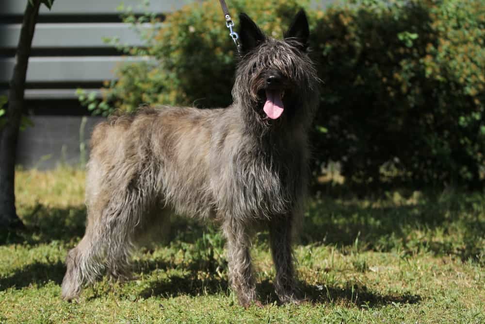 Bouvier des Ardennes im Rassen-Porträt (Mit Bildern & Infos)