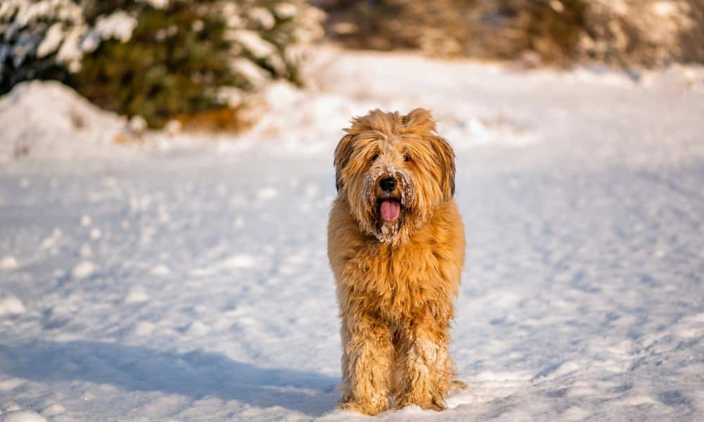 Briard (Berger de Brie) im Rassen-Porträt (Mit Bildern)