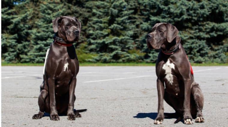 Deutsche Dogge im Rassen-Porträt (Mit Bildern & Infos)