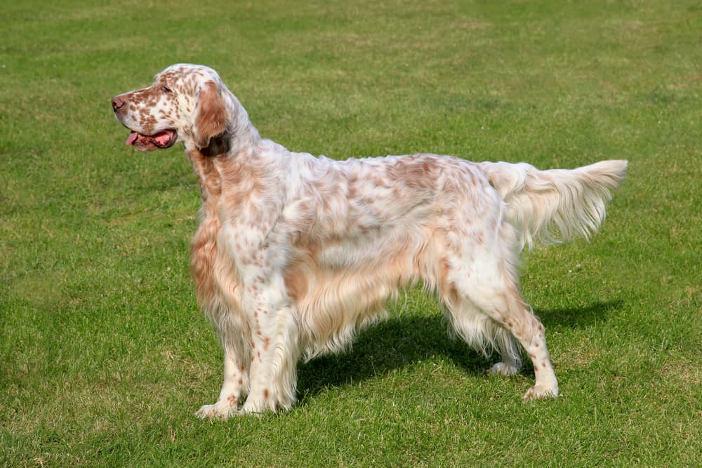English Setter im Rassen-Porträt (Mit Bildern & Infos)