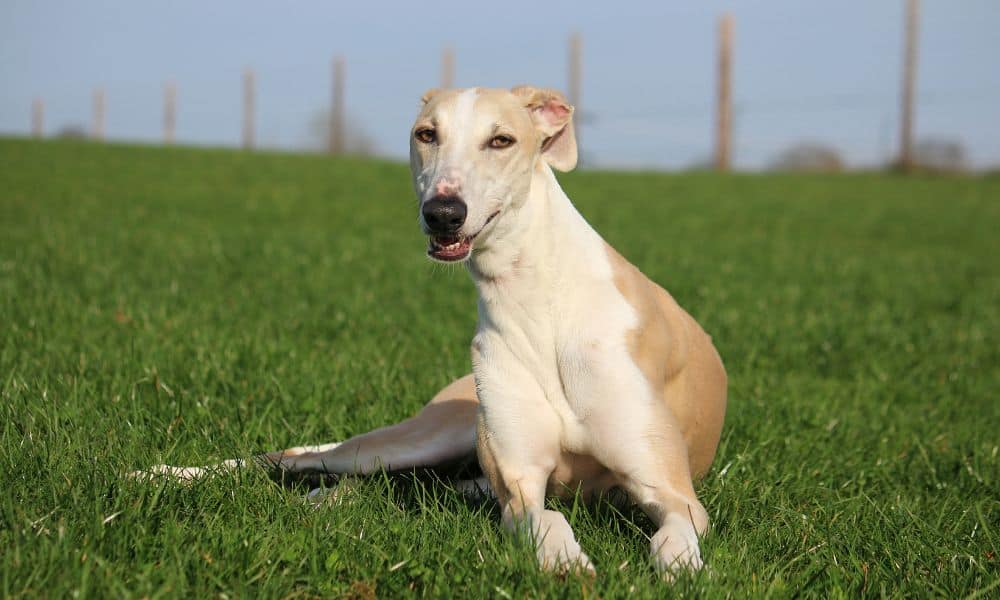 Galgo Espa ol Im Rassen Portr t Mit Bildern Infos 